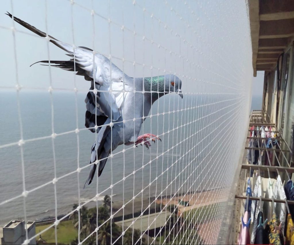 Bird Control Dubai | Humane, Safe & Effective Solutions